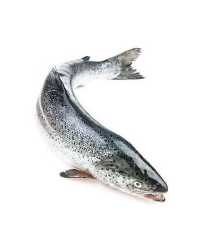 SAUMON NORV 3/4 - env 3.50 kg - Hermès Gastronomie